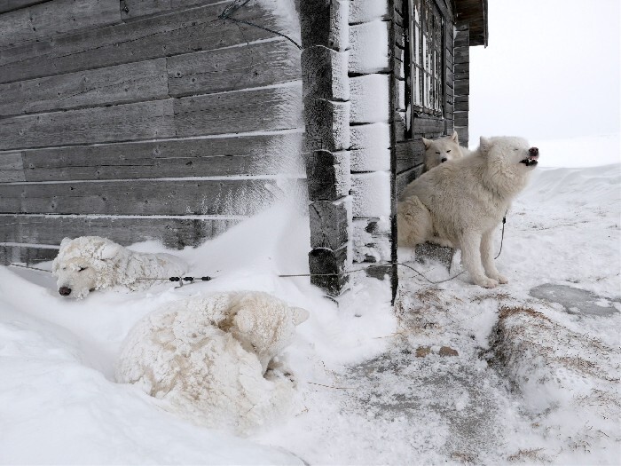 Arctic and working abilities - Samoyed :: INTERNATIONAL NETWORK TO ...