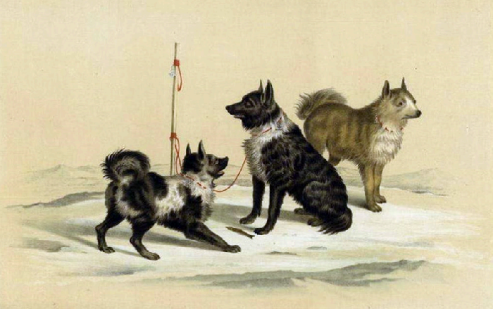 Yakutian Laika breed history :: INTERNATIONAL NETWORK TO PRESERVE ...