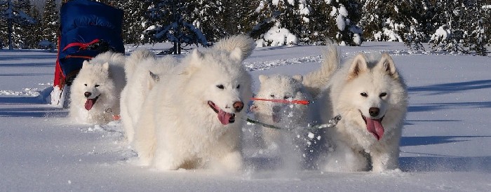 Samoyed :: INTERNATIONAL NETWORK TO PRESERVE ABORIGINAL ARCTIC BREEDS