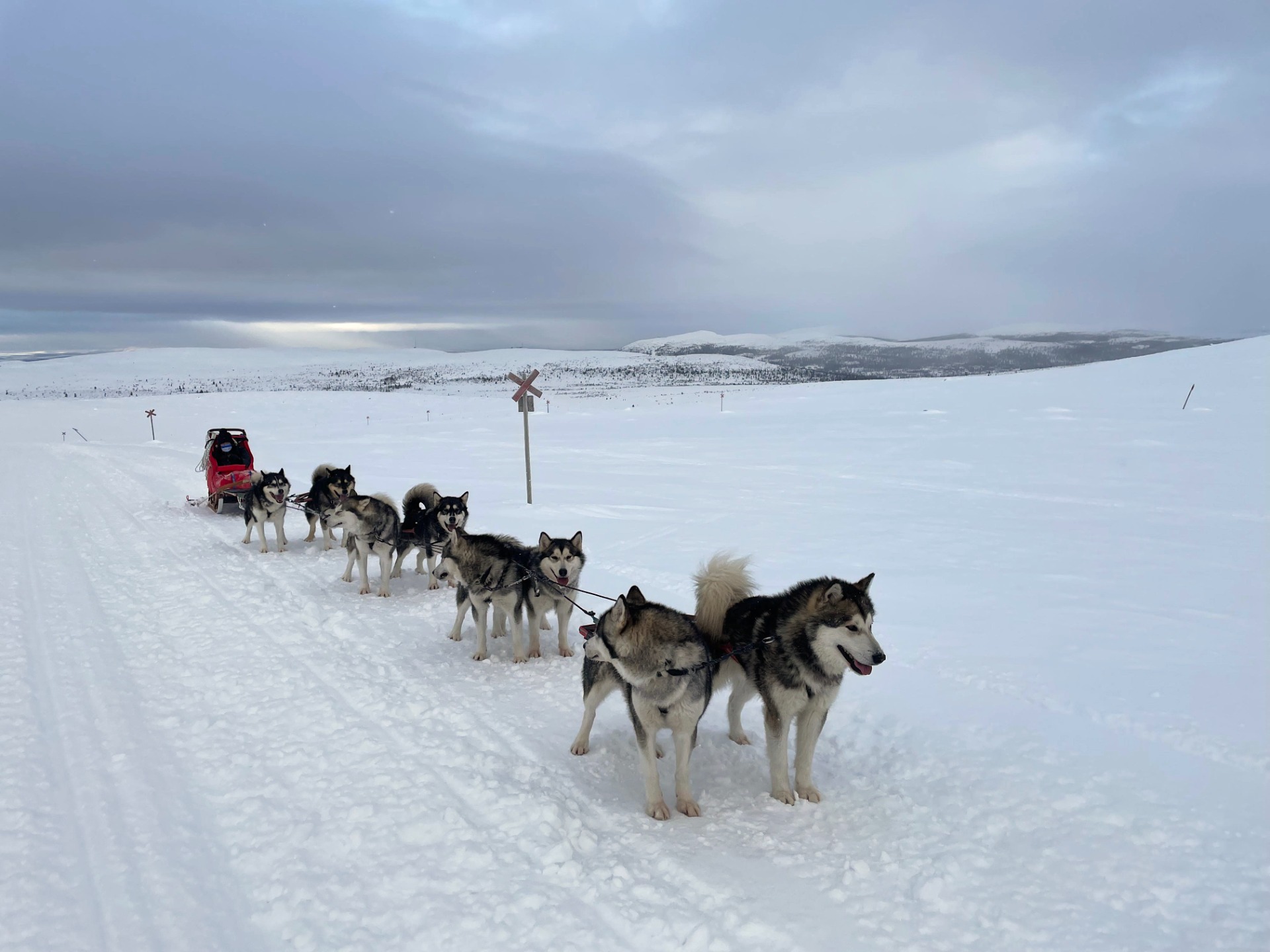 Training a working dog :: INTERNATIONAL NETWORK TO PRESERVE ABORIGINAL ...
